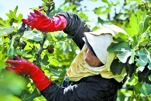 El cultivo de higo, nuevo negocio para agricultores - Grupo Milenio