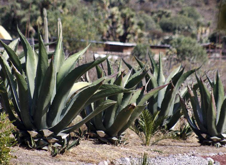 El INAH espera hacer del maguey un patrimonio de la humanidad