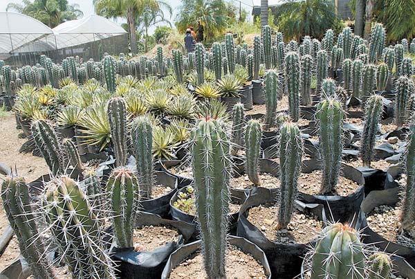 Pueblo Viejo, santuario de las cactáceas en México - Grupo Milenio