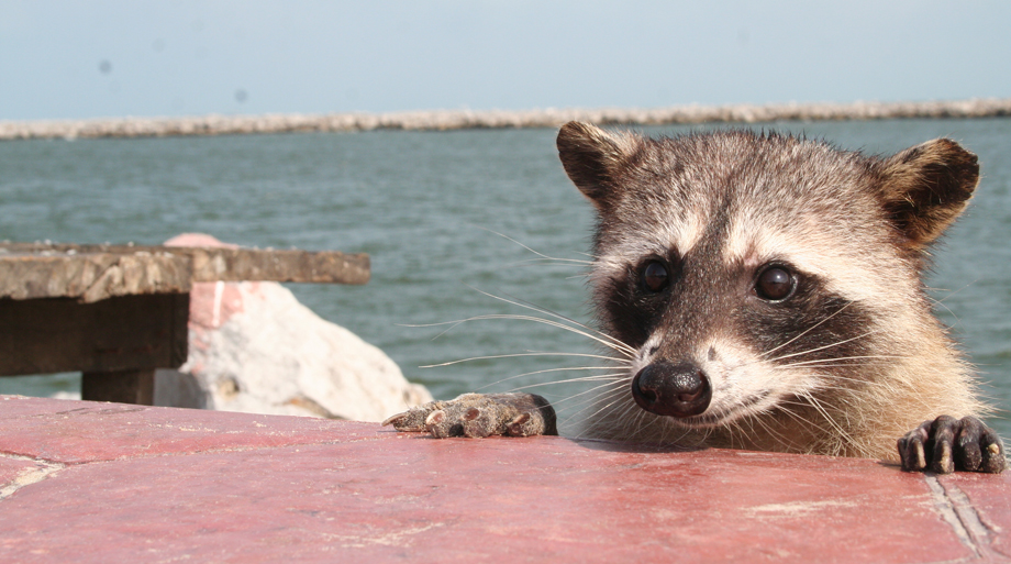 Tamaulipas fase 2. Mapaches de Playa Miramar, listos para el turismo ...