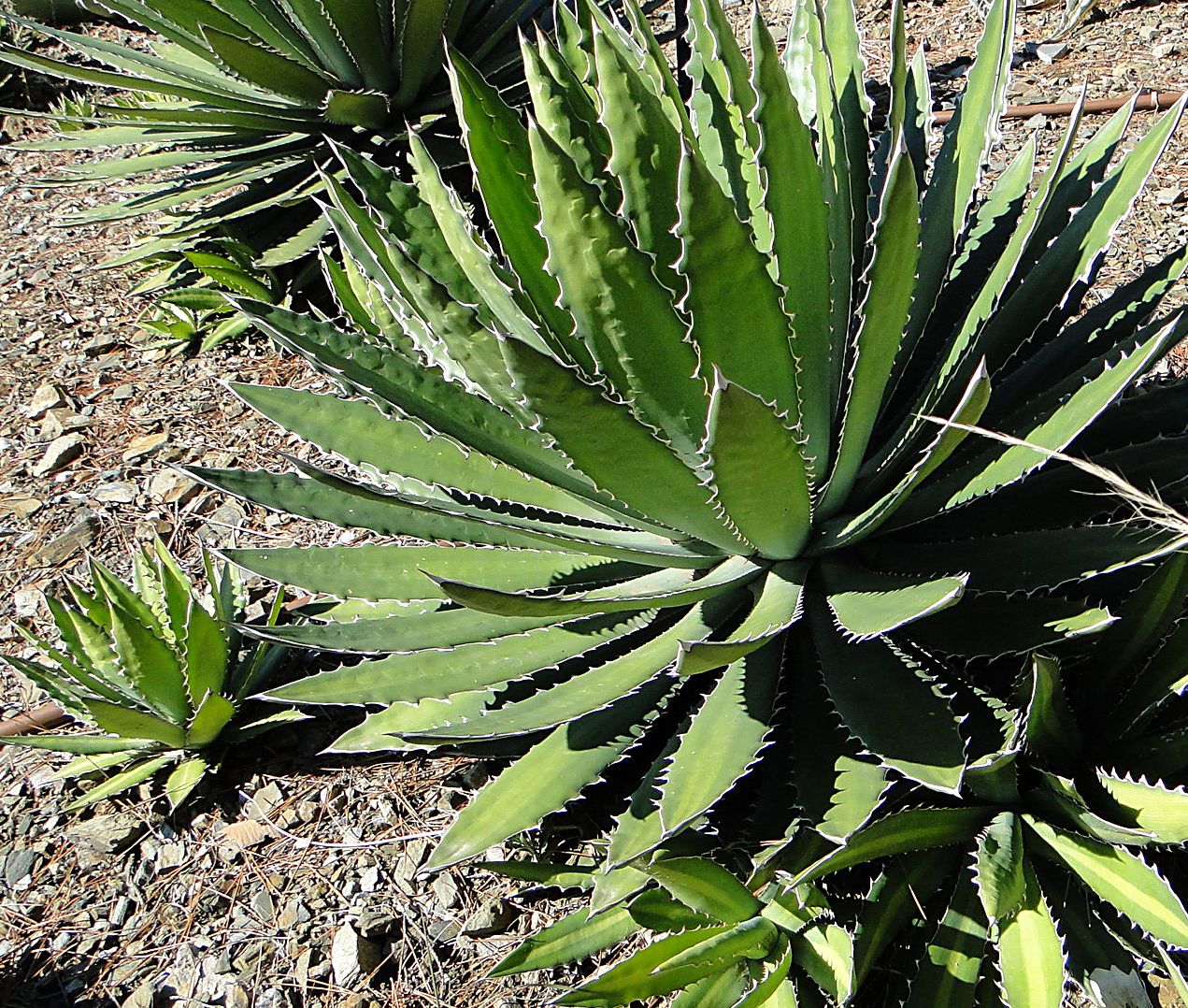 Productores 'arrasan' con maguey de Durango - Grupo Milenio