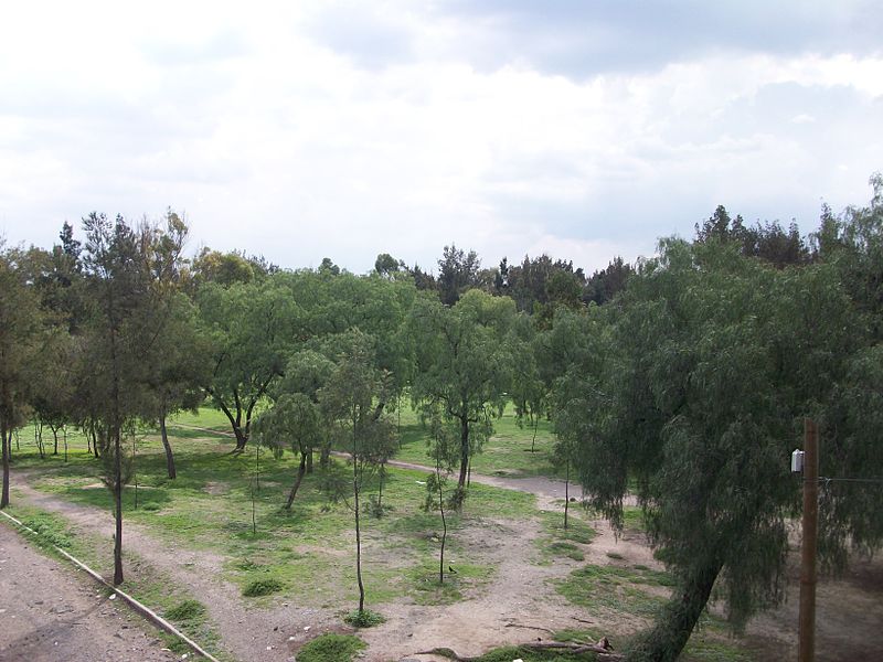 Talan 7 mil árboles del bosque de Aragón - Grupo Milenio