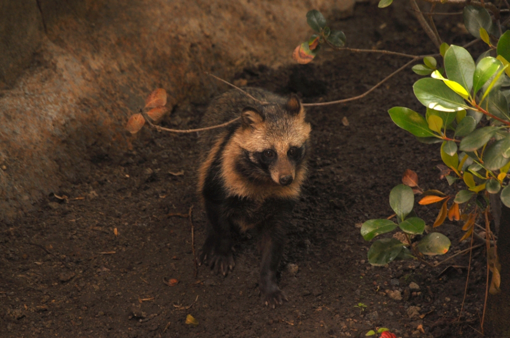 Nacen crías de perro mapache en Zoológico de Chapultepec - Grupo Milenio