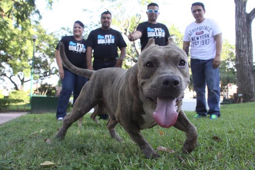 Se necesitará permiso para tener “perros bravos” - Grupo Milenio
