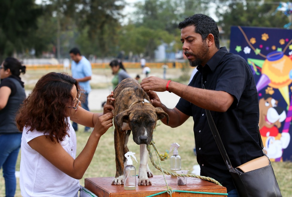 Perros celebran posada en MetroCan