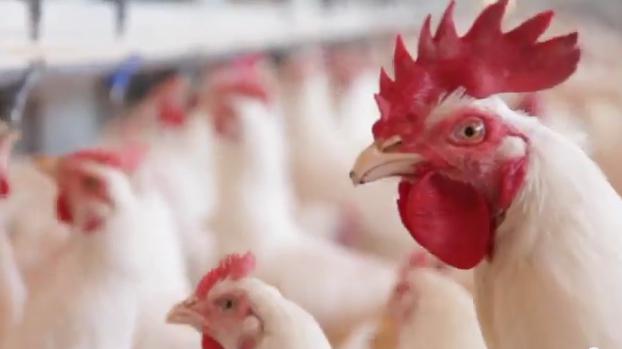 Noticias de Bachoco en Milenio - Grupo Milenio