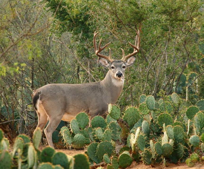 Amplían temporada de caza de venado cola blanca - Grupo Milenio