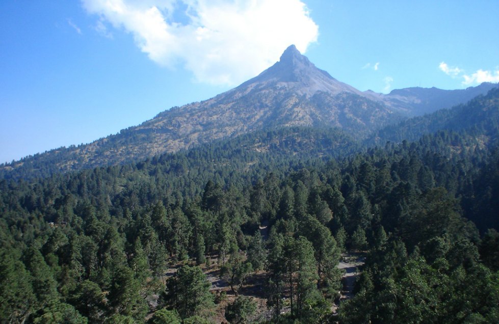 Oyamel del Nevado está "en peligro de extinción" - Grupo Milenio