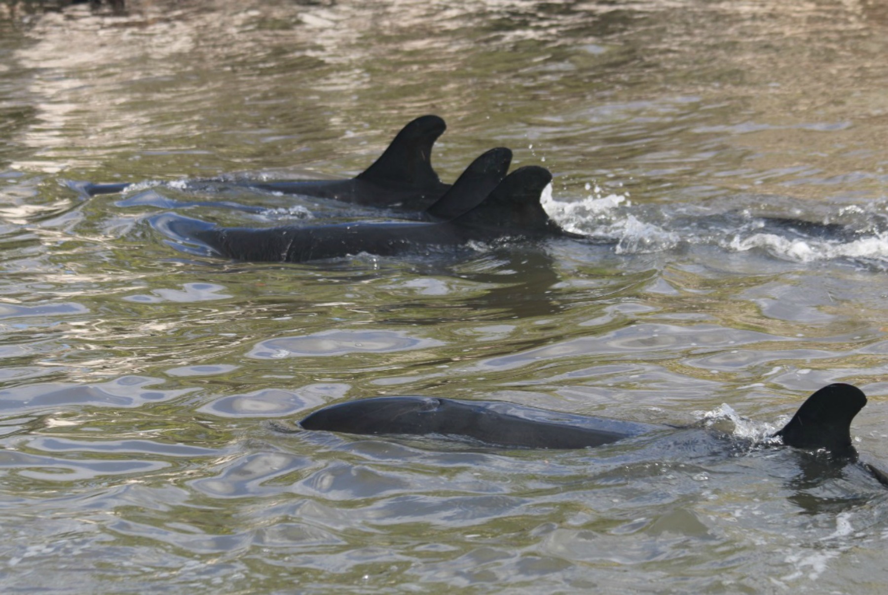 Aparecen muertas 81 orcas negras en costas de Florida - Grupo Milenio