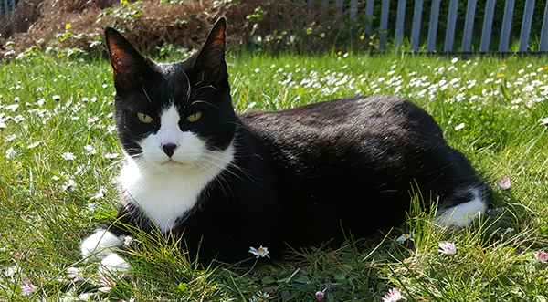 Héroe anónimo rescata a gato que cae al río Támesis - Grupo Milenio