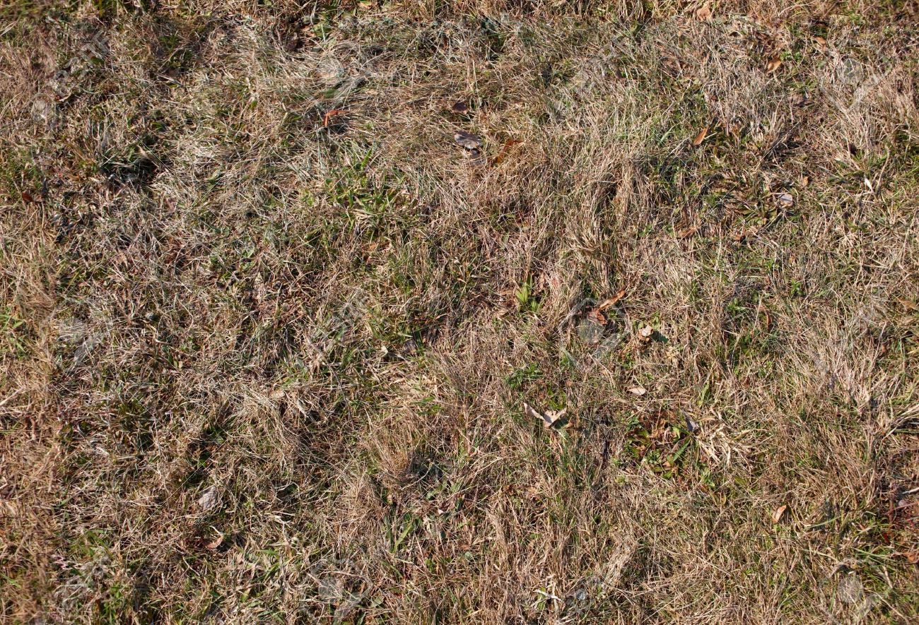 Calor seca pasto de parques en Madero - Grupo Milenio