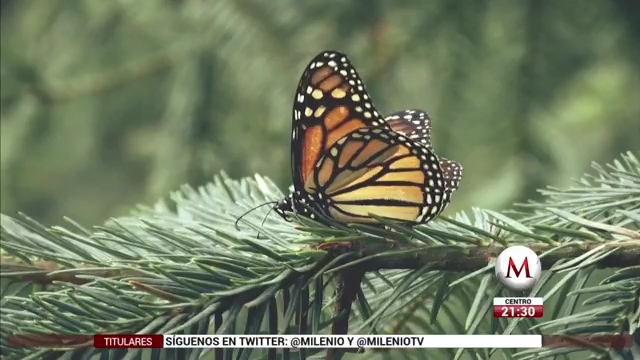 La Monarca extienden su territorio - Grupo Milenio