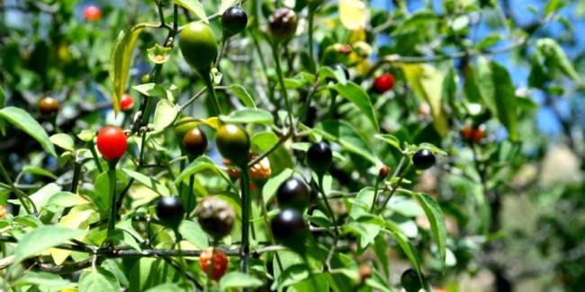 Analizan compuesto del chile piquín tamaulipeco - Grupo Milenio