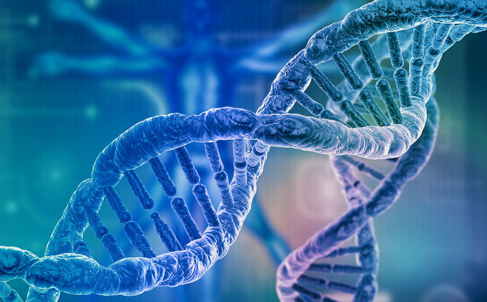 Investigadores identifican el 'gen de la juventud' - Grupo Milenio