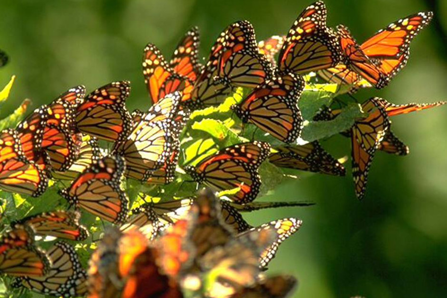 Mariposas Monarca: Comienza migración a México