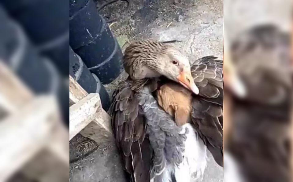 Noticias de Pato en Milenio - Grupo Milenio