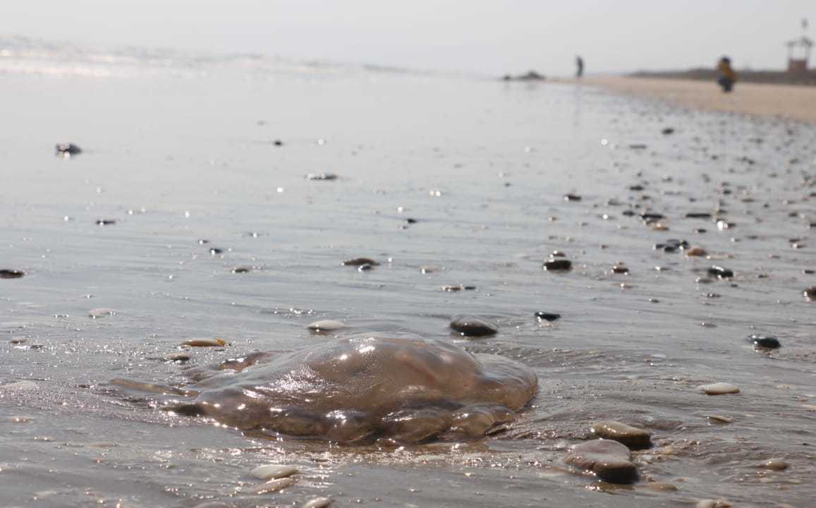 Recogen 200 aguas malas de playa Miramar - Grupo Milenio