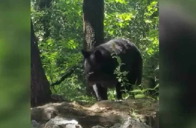 Oso sorprende a visitantes de Chipinque - Grupo Milenio