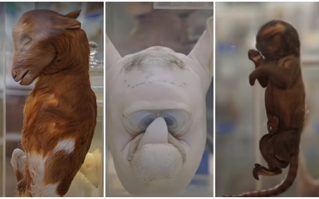 UNAM tiene museo con animales con mutaciones genéticas - Grupo Milenio