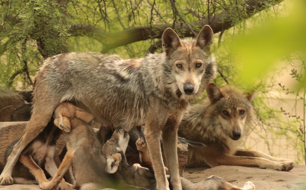 Nacen seis hembras de lobo gris mexicano en Tamaulipas - Grupo Milenio