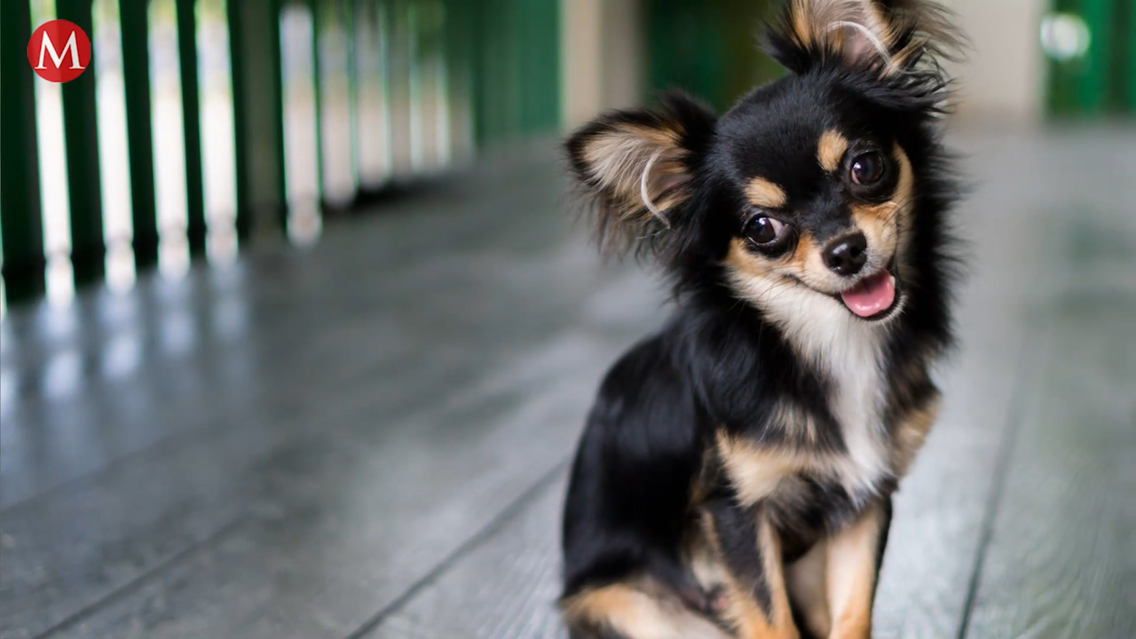 Perro chihuahua es llevado por una gaviota, según su dueña - Grupo Milenio