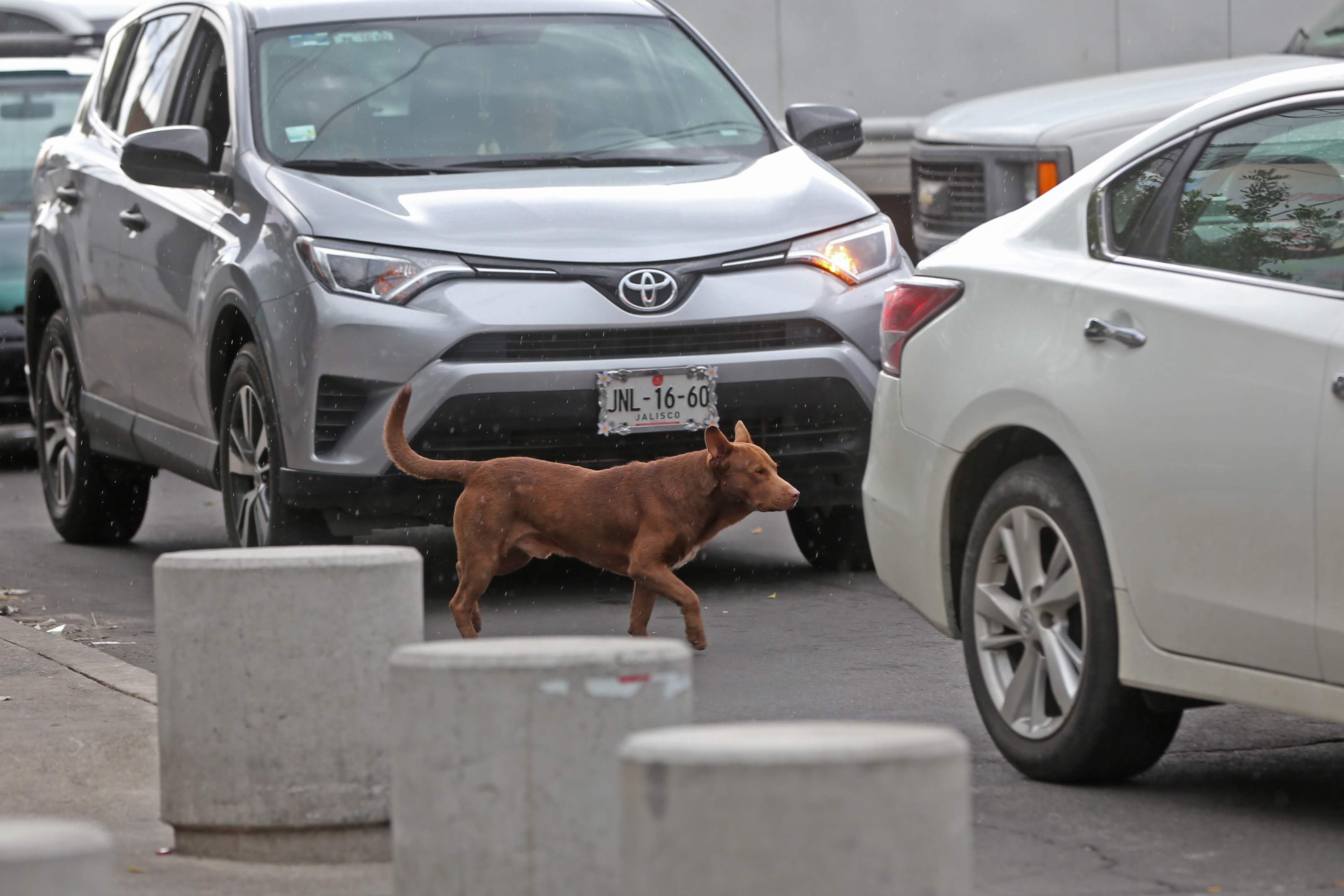 Perros callejeros en Guadalajara ligado a factores diversos: experta ...