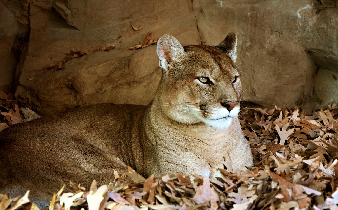 Hombre lucha contra un puma para salvar a su perro - Grupo Milenio