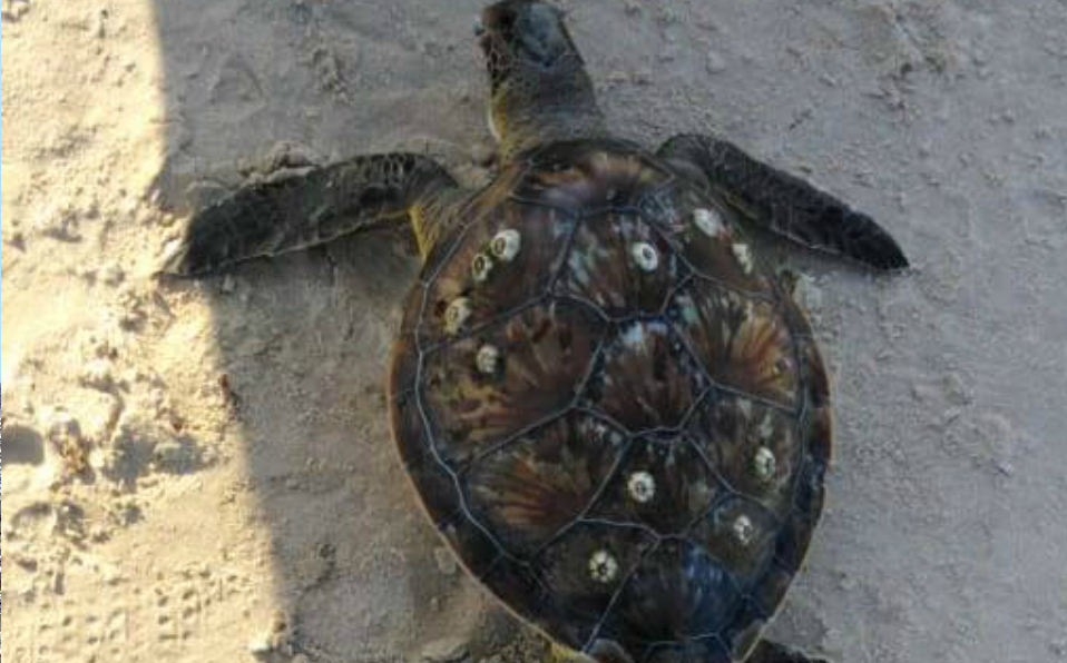 Tortuga muerta aparece en playa Miramar - Grupo Milenio