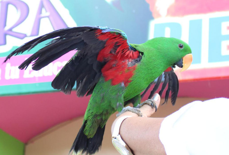 AMLO: Conoce al Perico del señor Presidente- Grupo Milenio