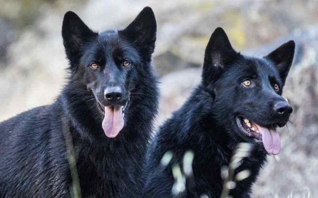Perro lobo: el animal híbrido mexicano de la época prehispánica
