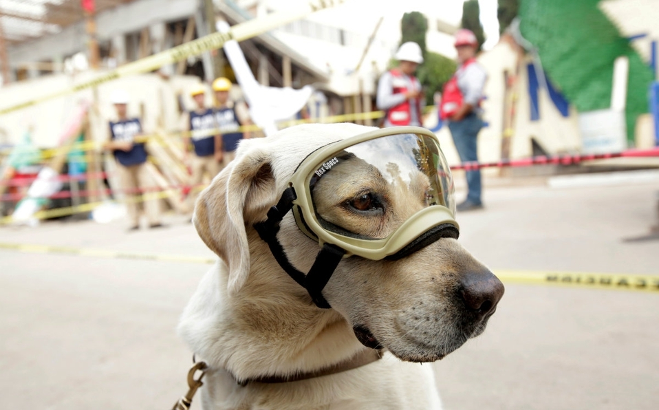 Frida, perrita rescatista entre los mejores perros del 2019 - Grupo Milenio