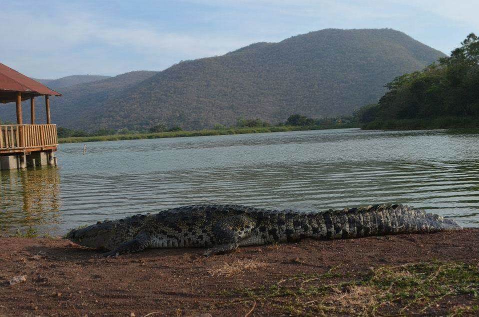 Colima: Invitan a visitar Tecomán - Grupo Milenio