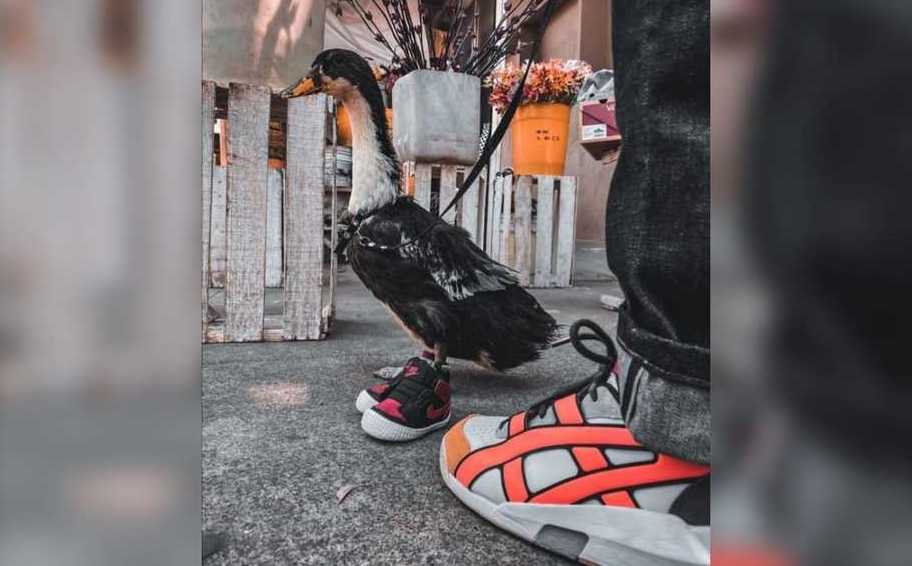 El pato con tenis estrena regalo de Sneaker Fever; así luce ahora ...