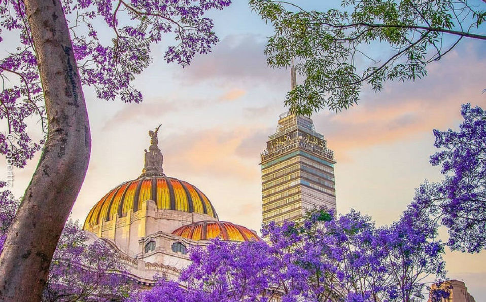 Jacarandas en CdMx: lugares para apreciarlas - Grupo Milenio