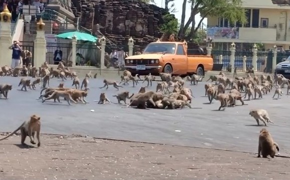 Coronavirus pudo causar gran pelea de monos por comida en Tailandia - Grupo Milenio