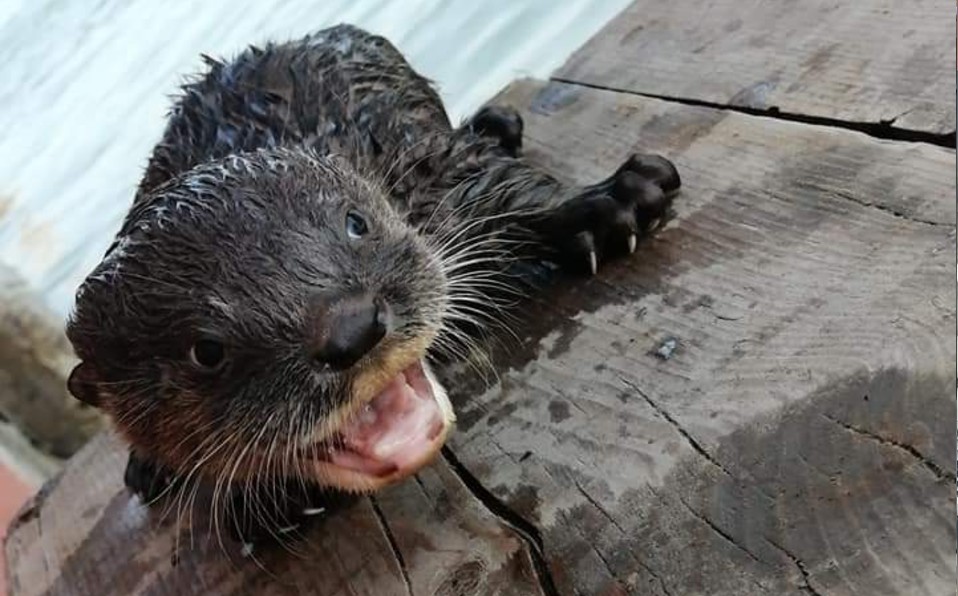 Tampico: ¿Por qué son importantes las nutrias?