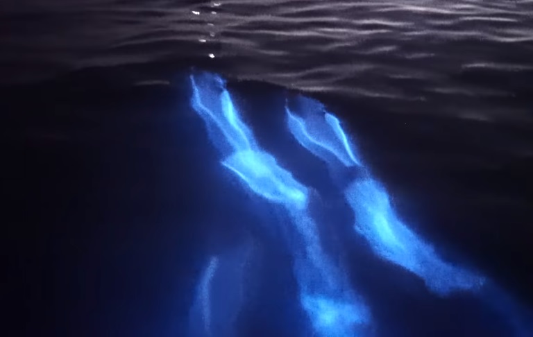 Noticias de Bioluminiscencia en Milenio - Grupo Milenio