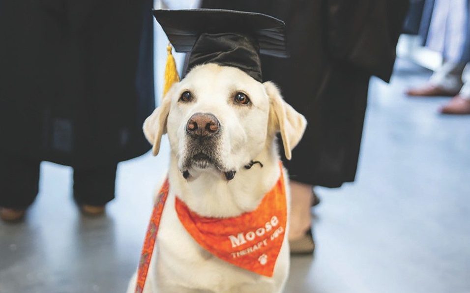 Perro recibe doctorado por una universidad de Estados Unidos