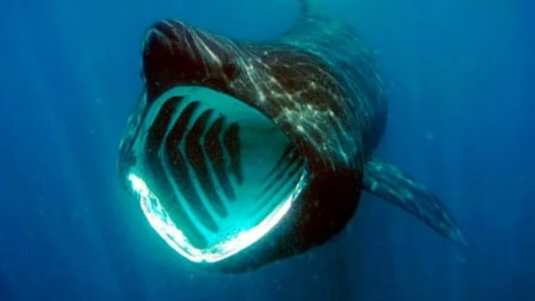 Tiburón peregrino causa terror en España; ¿es peligroso? (VIDEO ...