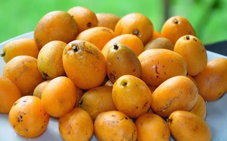 Tampico: Temporada de jobito, producción y beneficios - Grupo Milenio