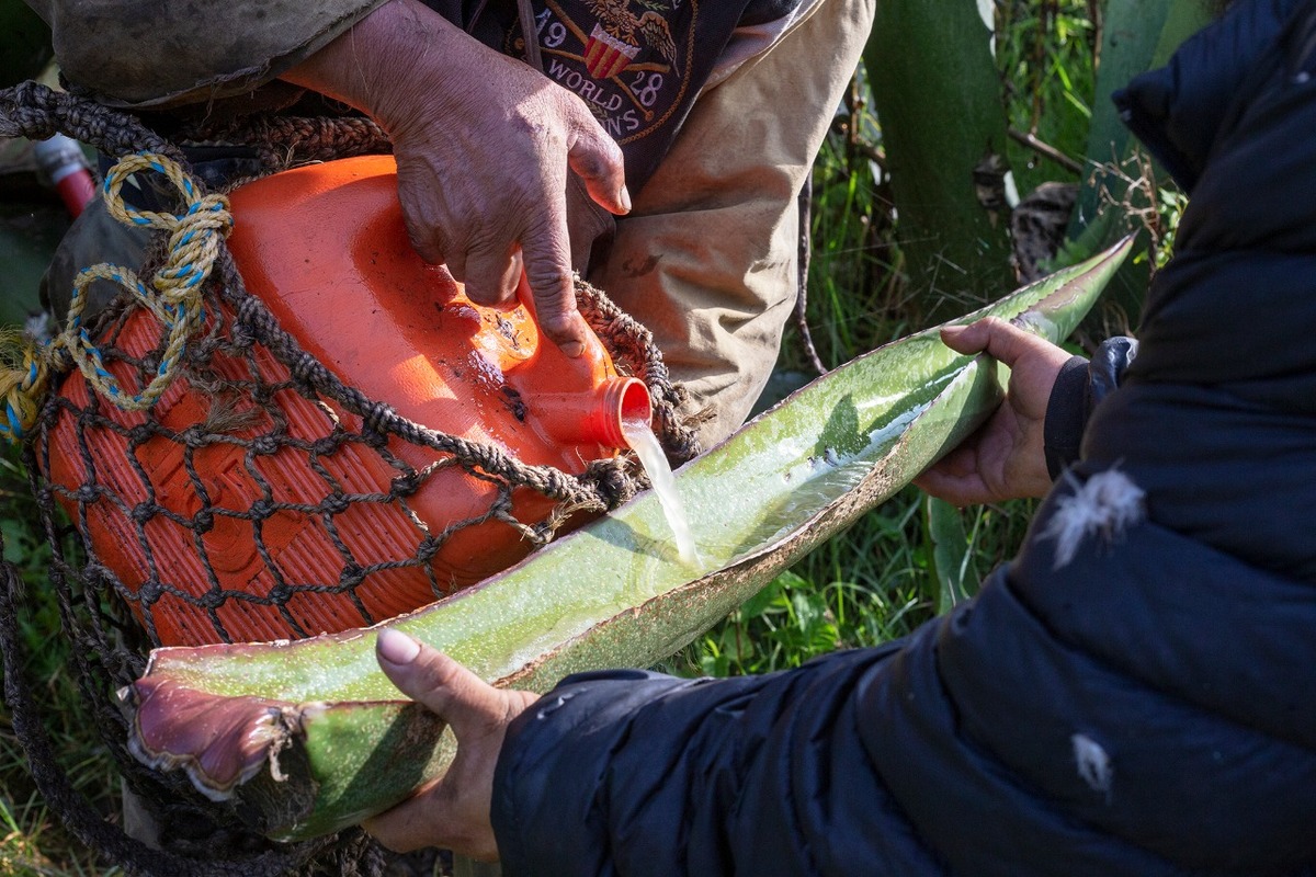 Maguey pulquero. Larga tradición del aguamiel - Grupo Milenio