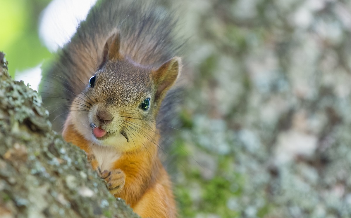 Ardilla sedienta suplica para que le den agua de una botella - Grupo ...