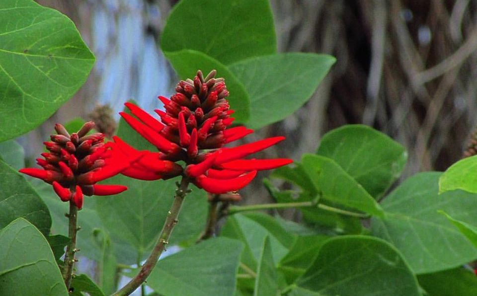 Pichocos, flor roja, un platillo ancestral de las huastecas - Grupo Milenio
