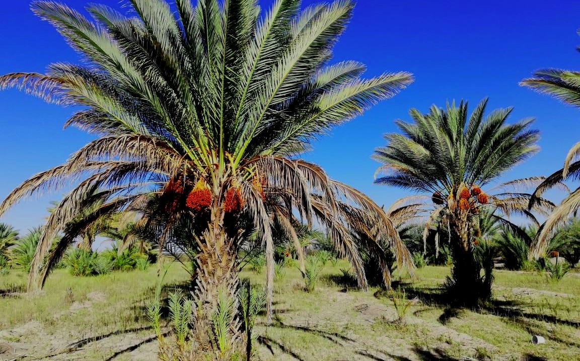 En La Laguna, Se produce el dátil, uno de los frutos más deliciosos ...