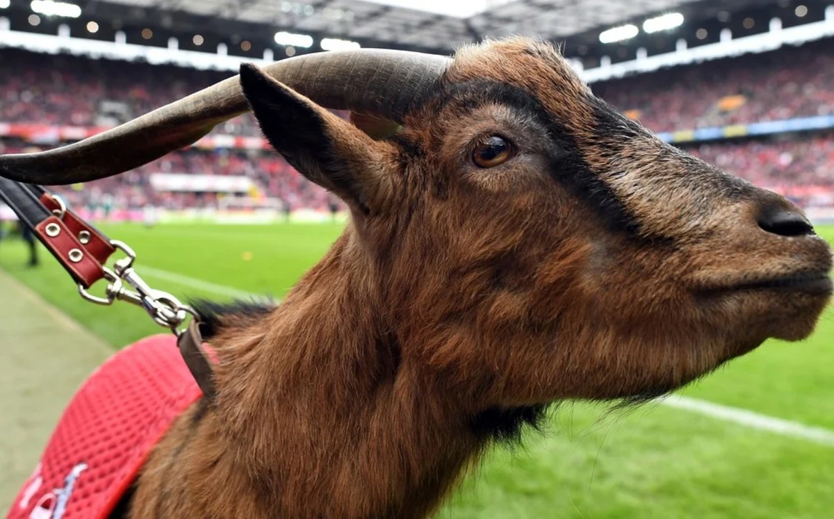 Noticias de 1. FC Köln en Milenio - Grupo Milenio