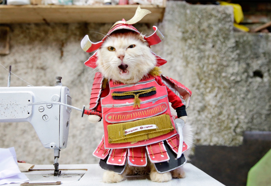 Moda para gatos en época de coronavirus |FOTOS - Grupo Milenio
