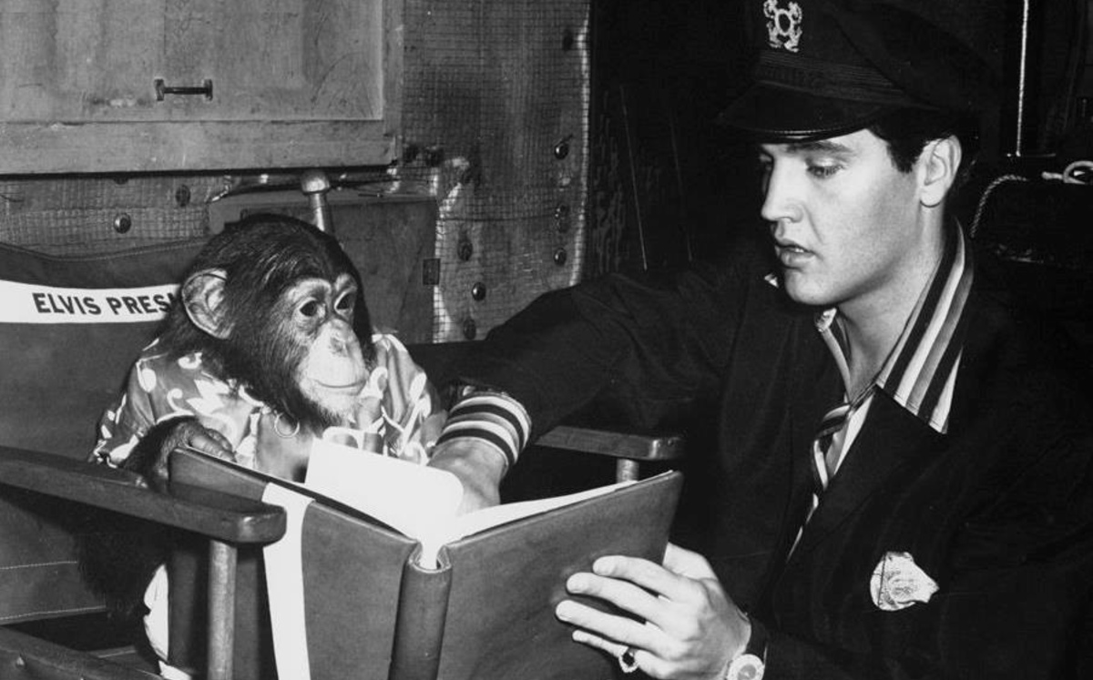 Elvis Presley. Scatter, el chimpancé que adoptó el cantante - Grupo Milenio