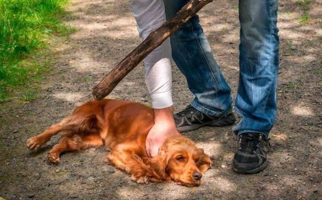 Hombre cuelga y mata a perro frente a niños en San Luis Potosí - Grupo ...