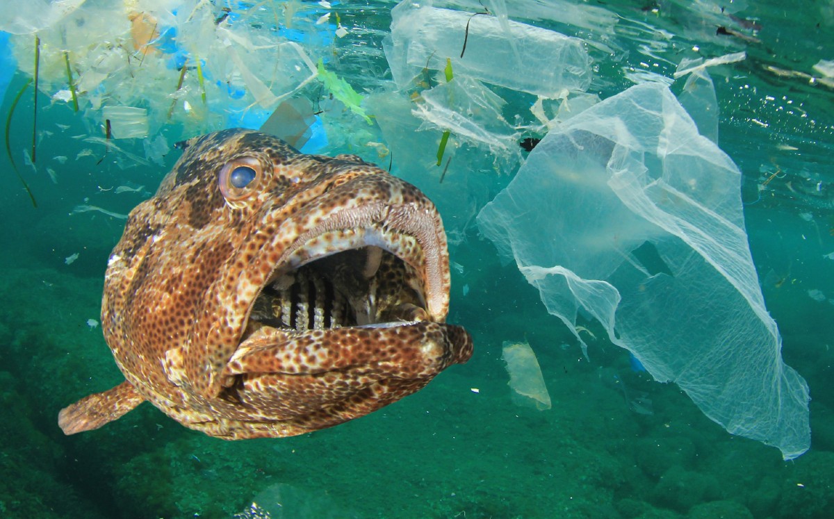 Microplásticos: qué son y cómo evitar que lleguen al mar - Grupo Milenio