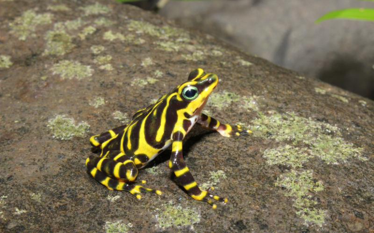 Panamá. Científicos descubren nueva especie de rana arlequín - Grupo ...